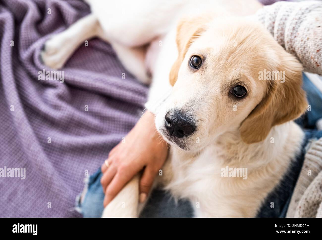 Dog resting on hands Stock Photo - Alamy