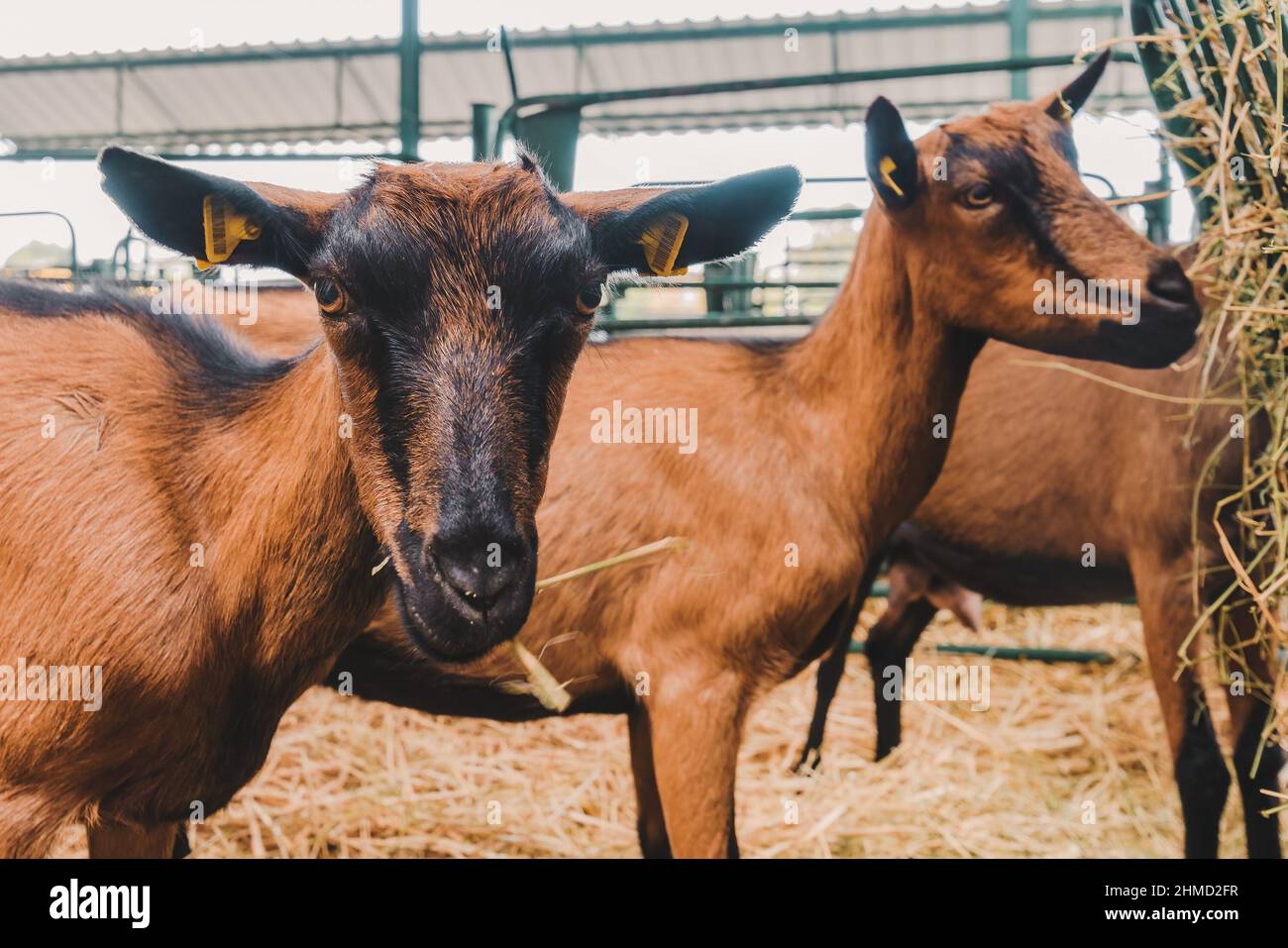 Goat teeth hi-res stock photography and images - Alamy