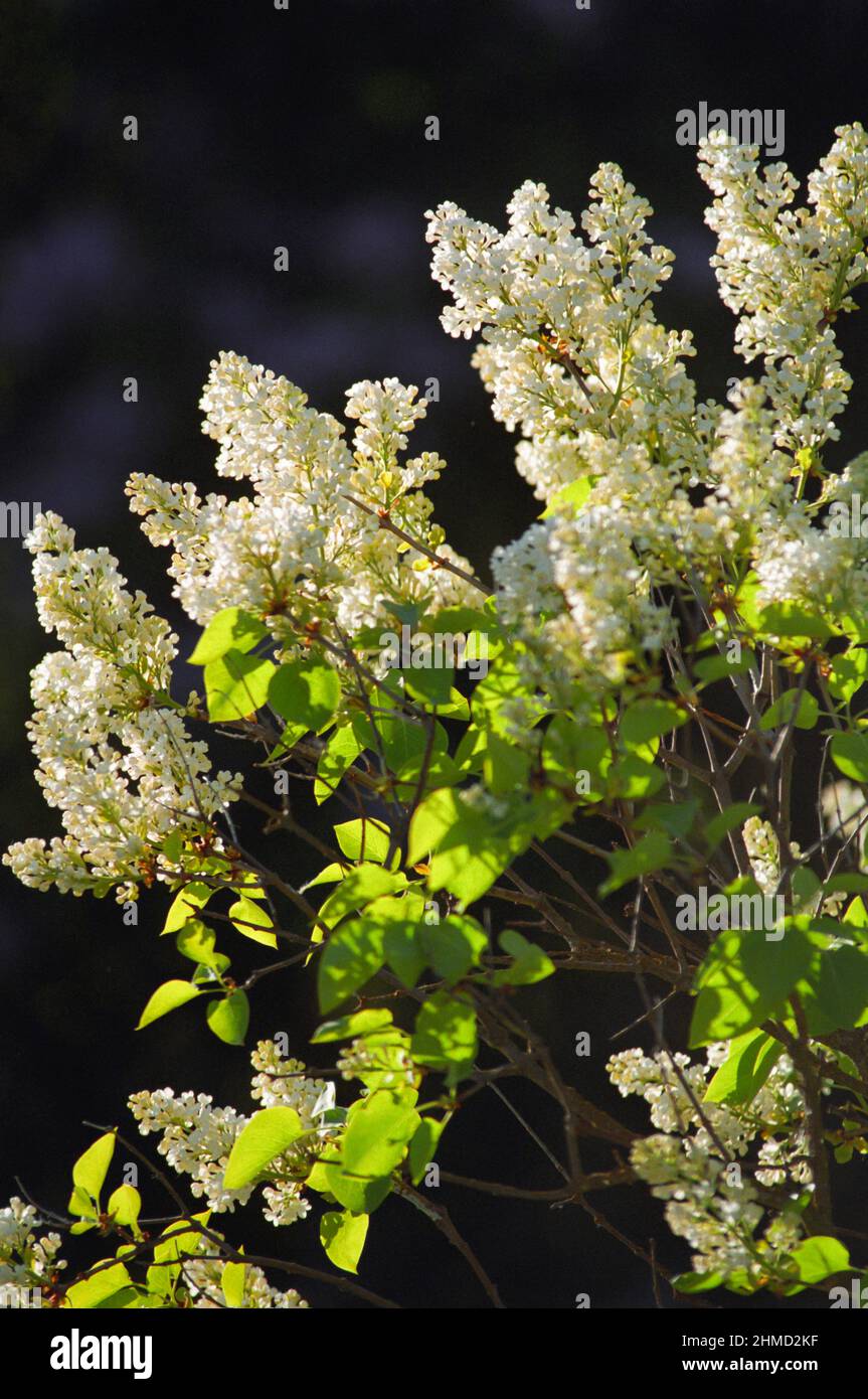 White lilac in bloom hi-res stock photography and images - Alamy