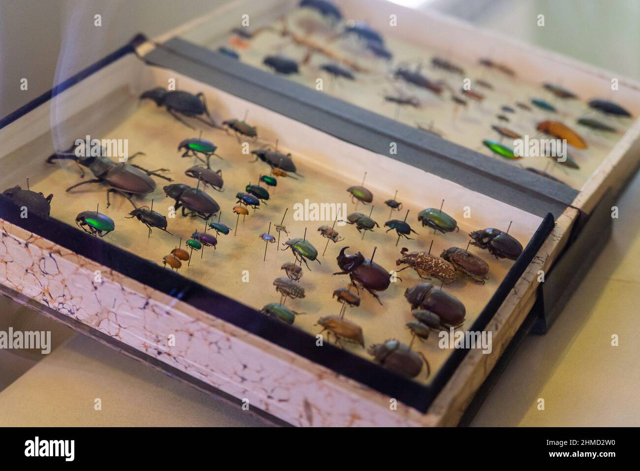 Collection of beetle grasshoppers wasps and insects in general Stock ...