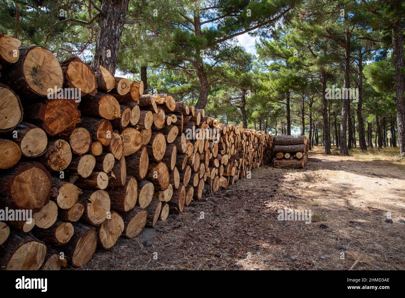 new cut lumbers on the row Stock Photo - Alamy