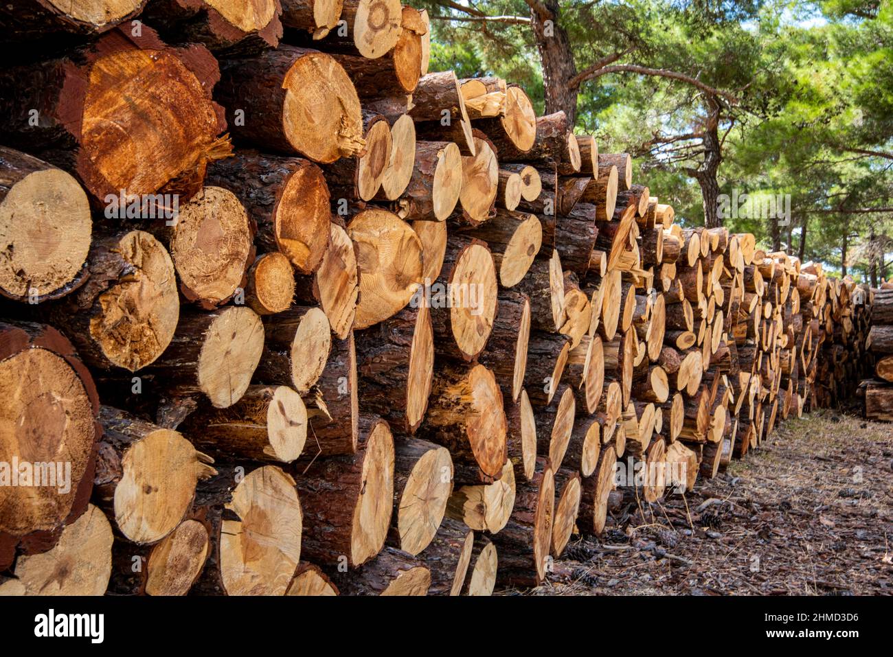 Fresh cut pine tree lumbers in the forest Stock Photo - Alamy