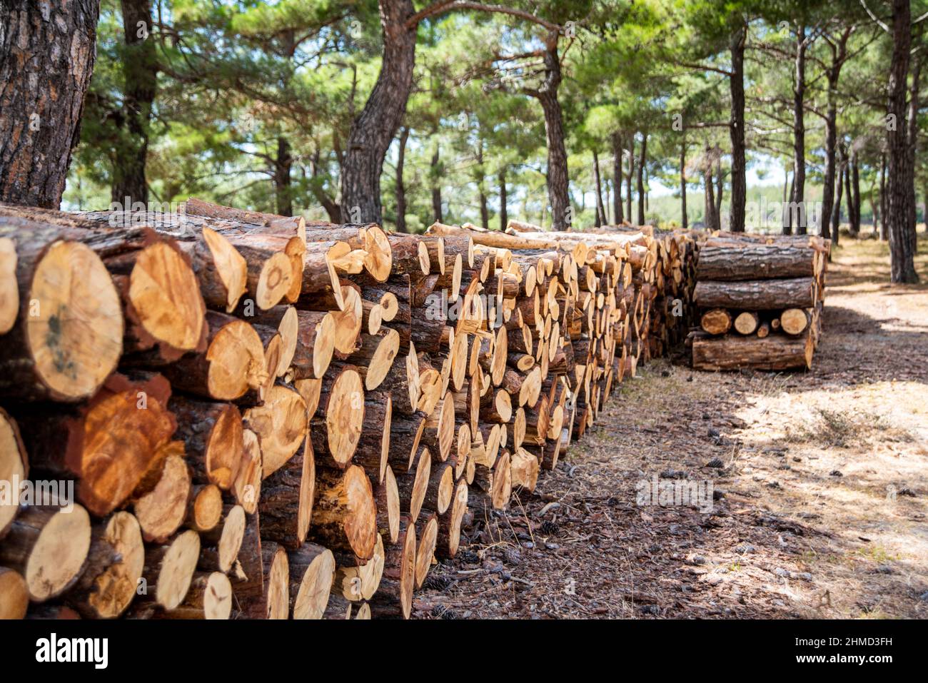Fresh cut pine tree lumbers in the forest Stock Photo - Alamy