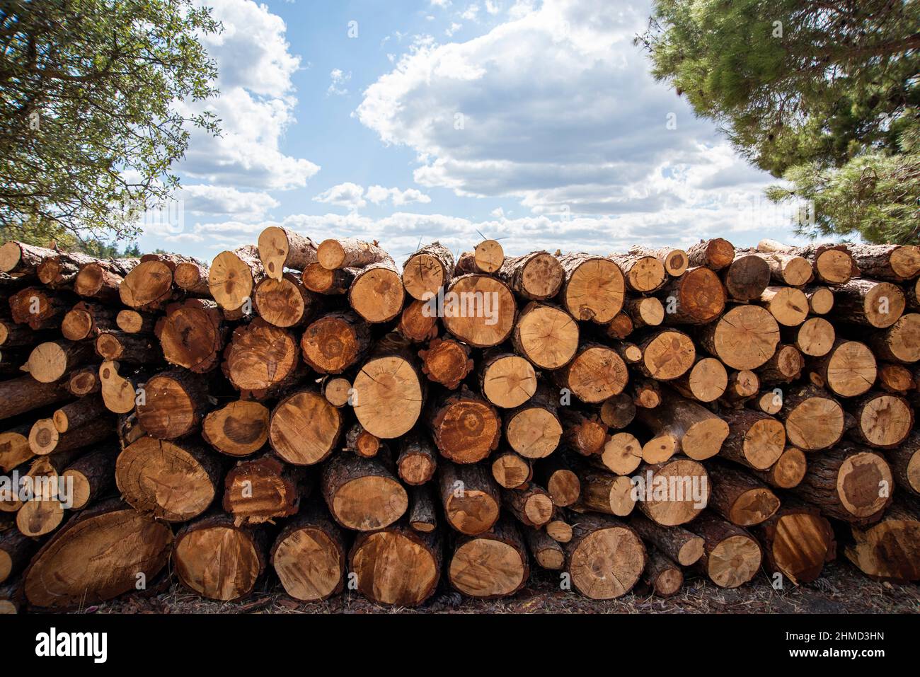 Fresh cut pine tree lumbers in the forest Stock Photo - Alamy