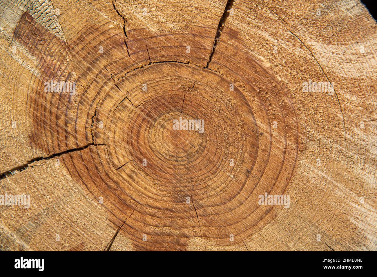 tree ring fresh cut pine wood Stock Photo - Alamy