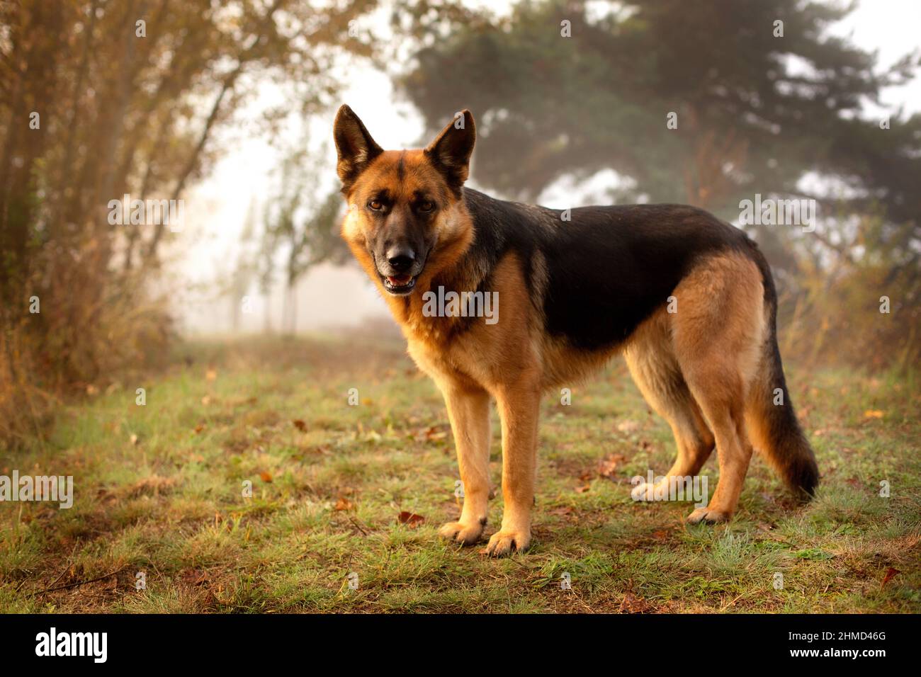 German shepherd dog adult standing hi-res stock photography and images ...