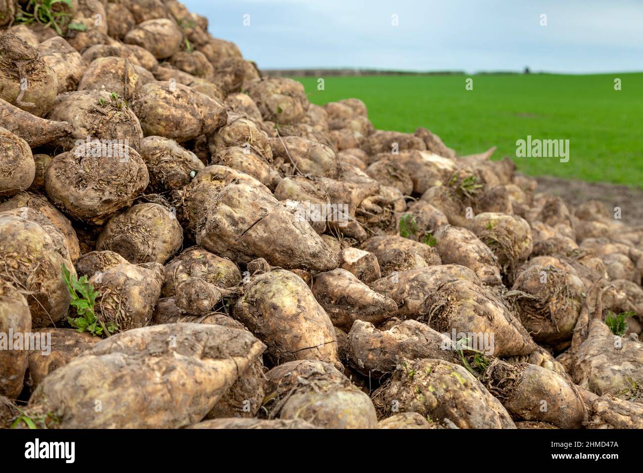 Pile of sugar beets pulled out from the ground on a Hertfordshire farm ...