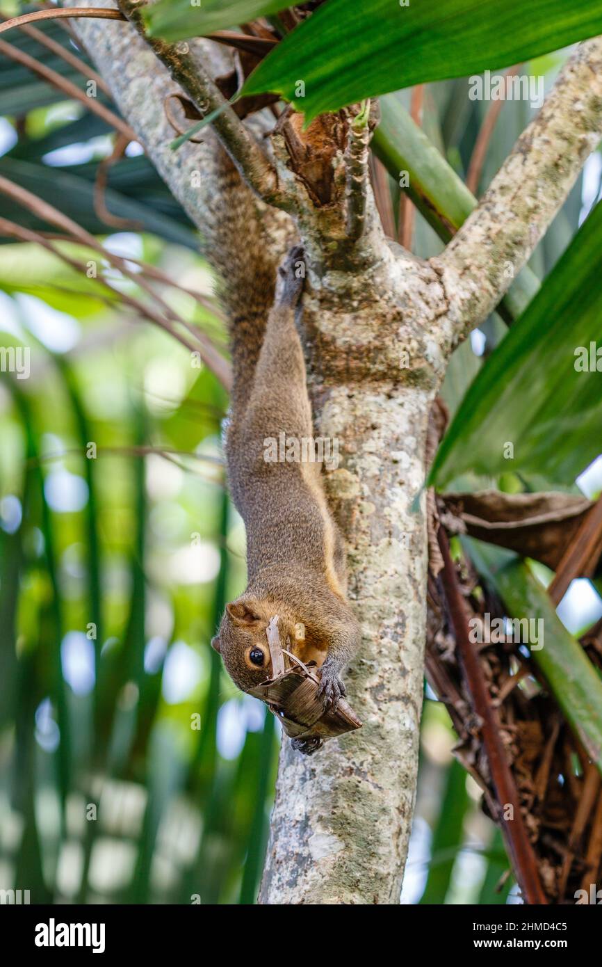 Plantain squirrel, Oriental squirrel or Tricoloured squirrel eating ...