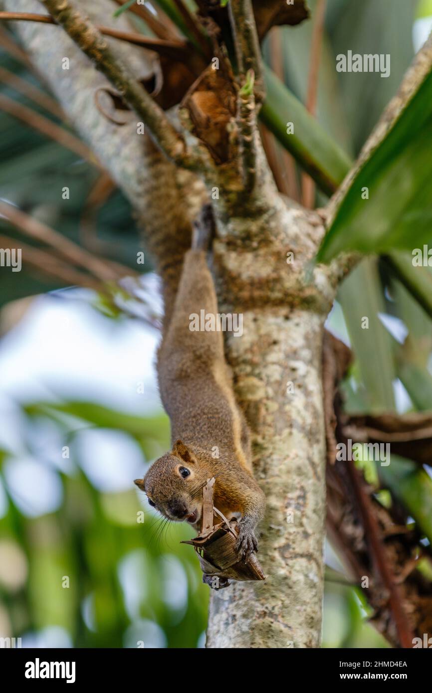 Callosciurus notates hi-res stock photography and images - Alamy