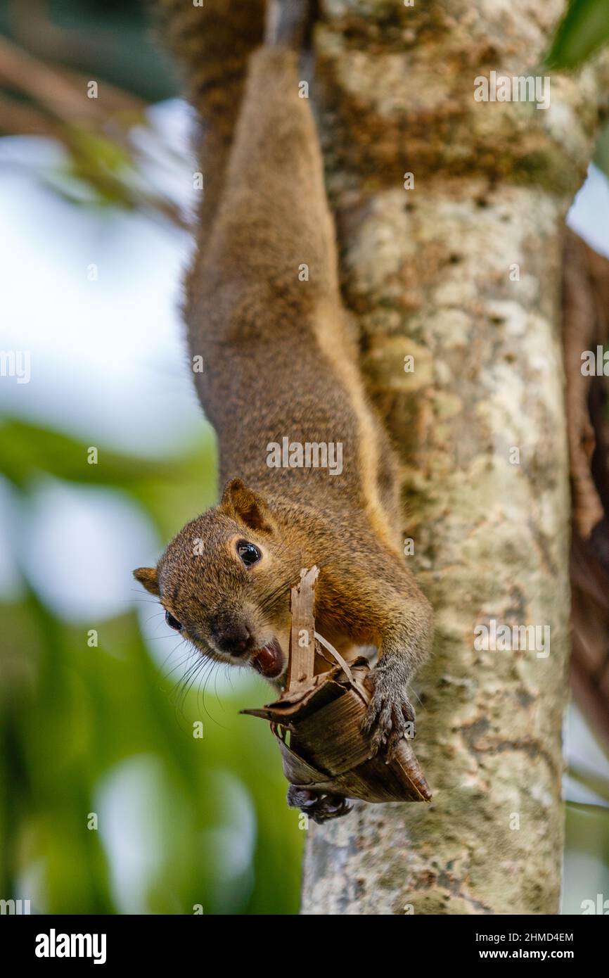 Plantain squirrel, Oriental squirrel or Tricoloured squirrel eating ...