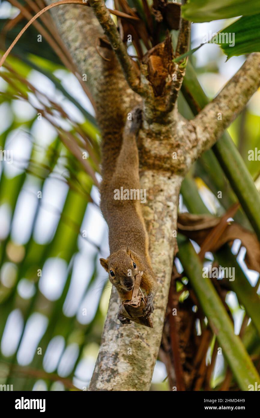 Plantain squirrel, Oriental squirrel or Tricoloured squirrel eating ...