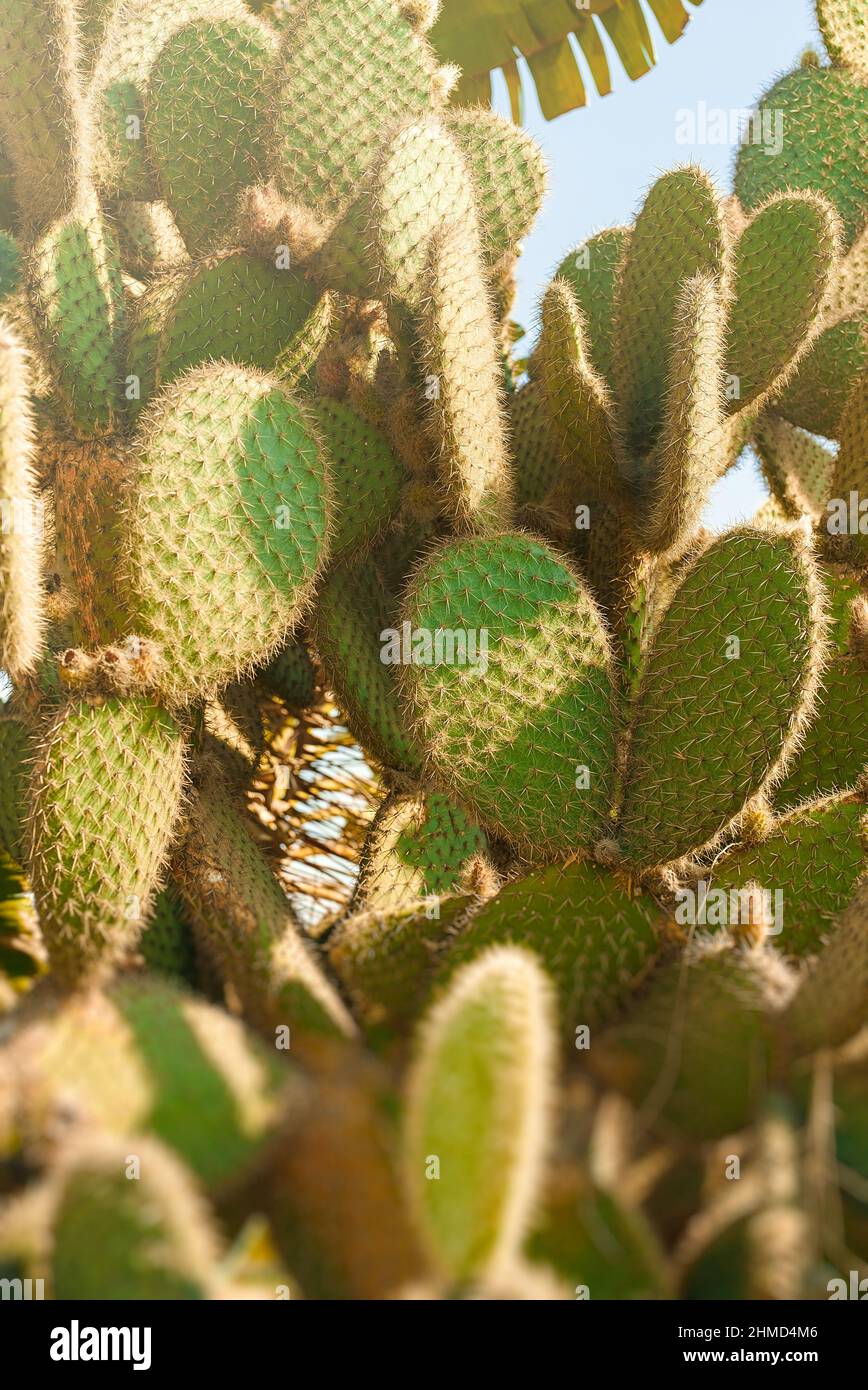Large botanical garden lot hi-res stock photography and images - Alamy