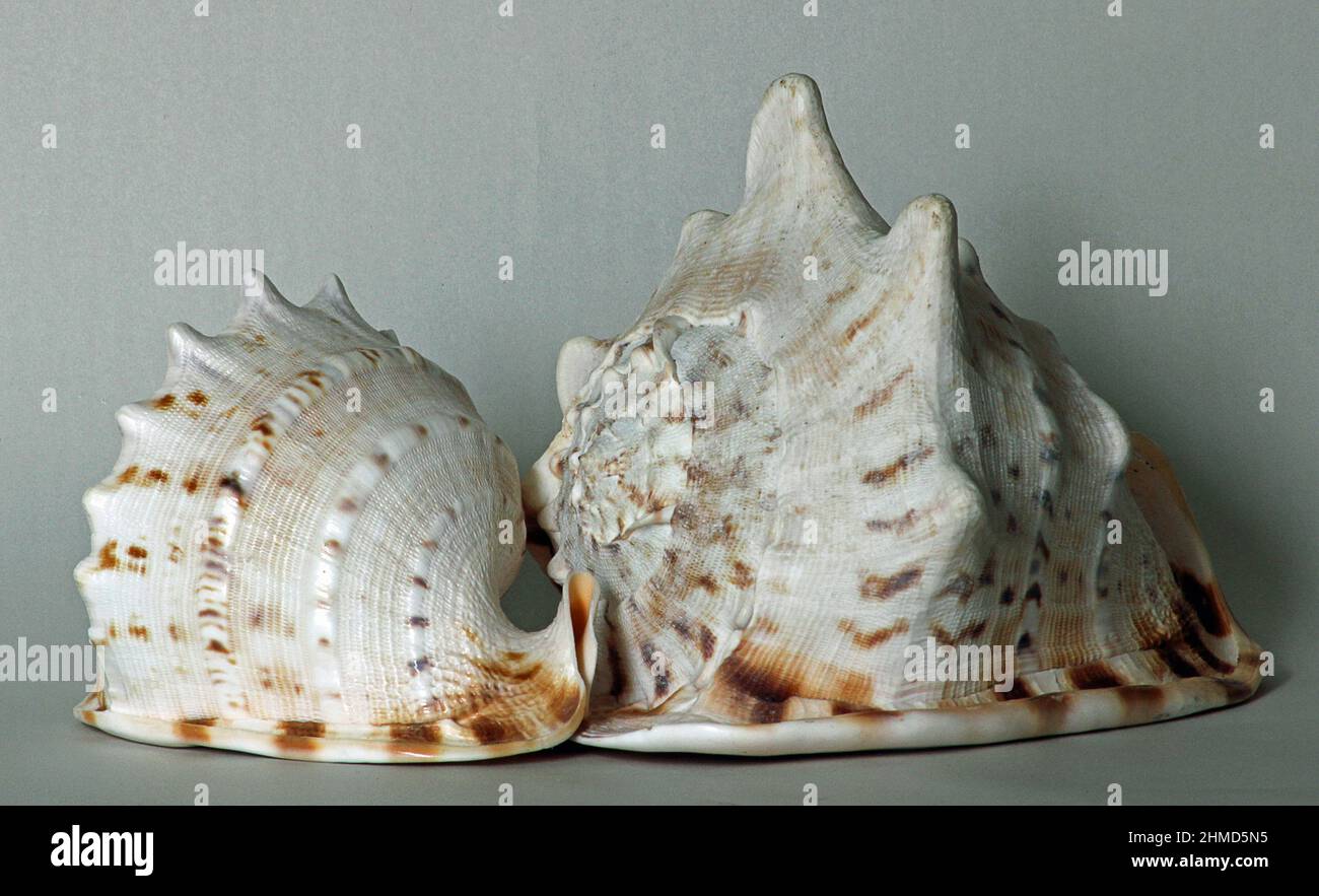 Color image of 2 horned helmet sea shells, one biger and one smaller ...