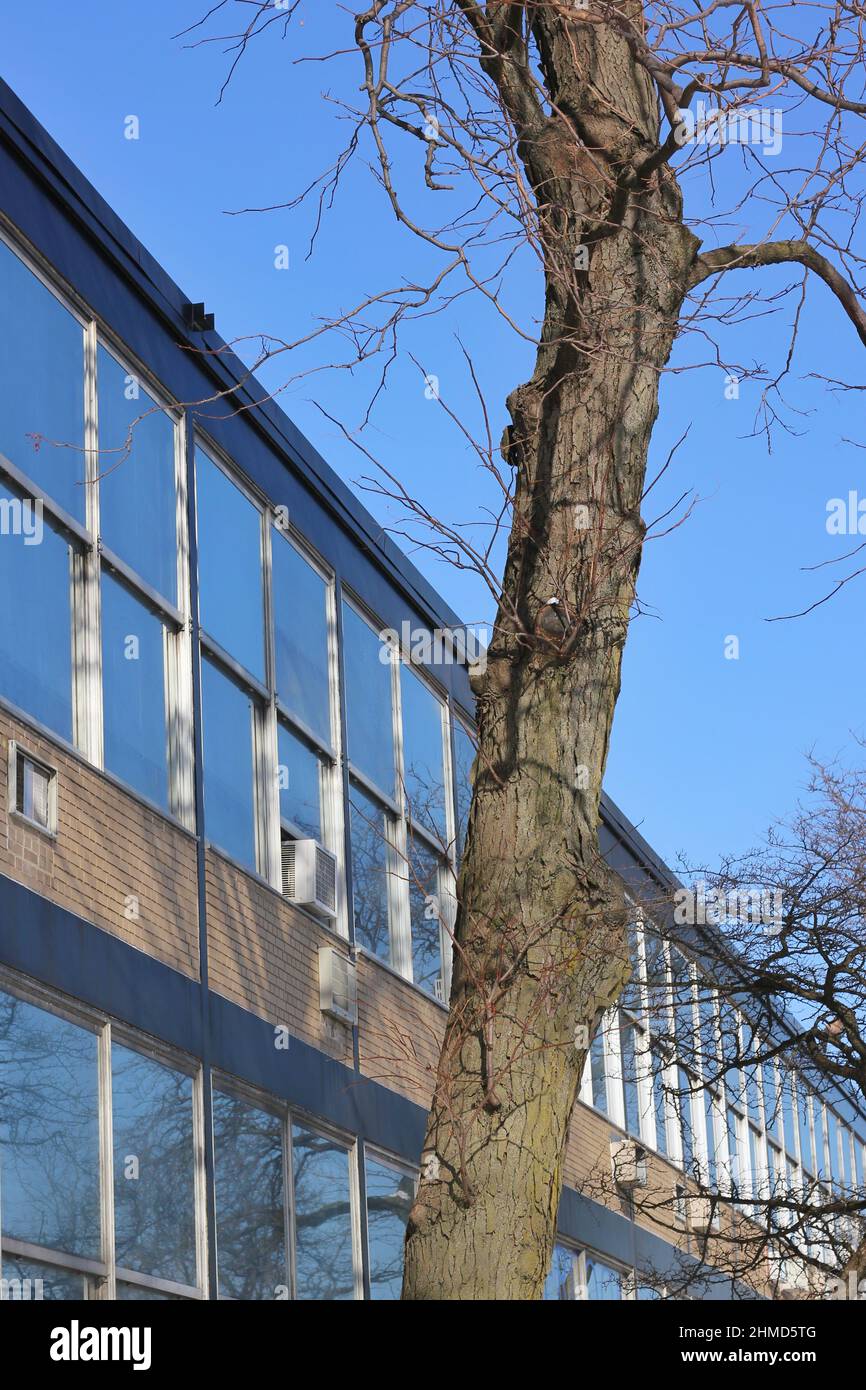 A tall tree growing in front of a modern architecture building Stock ...