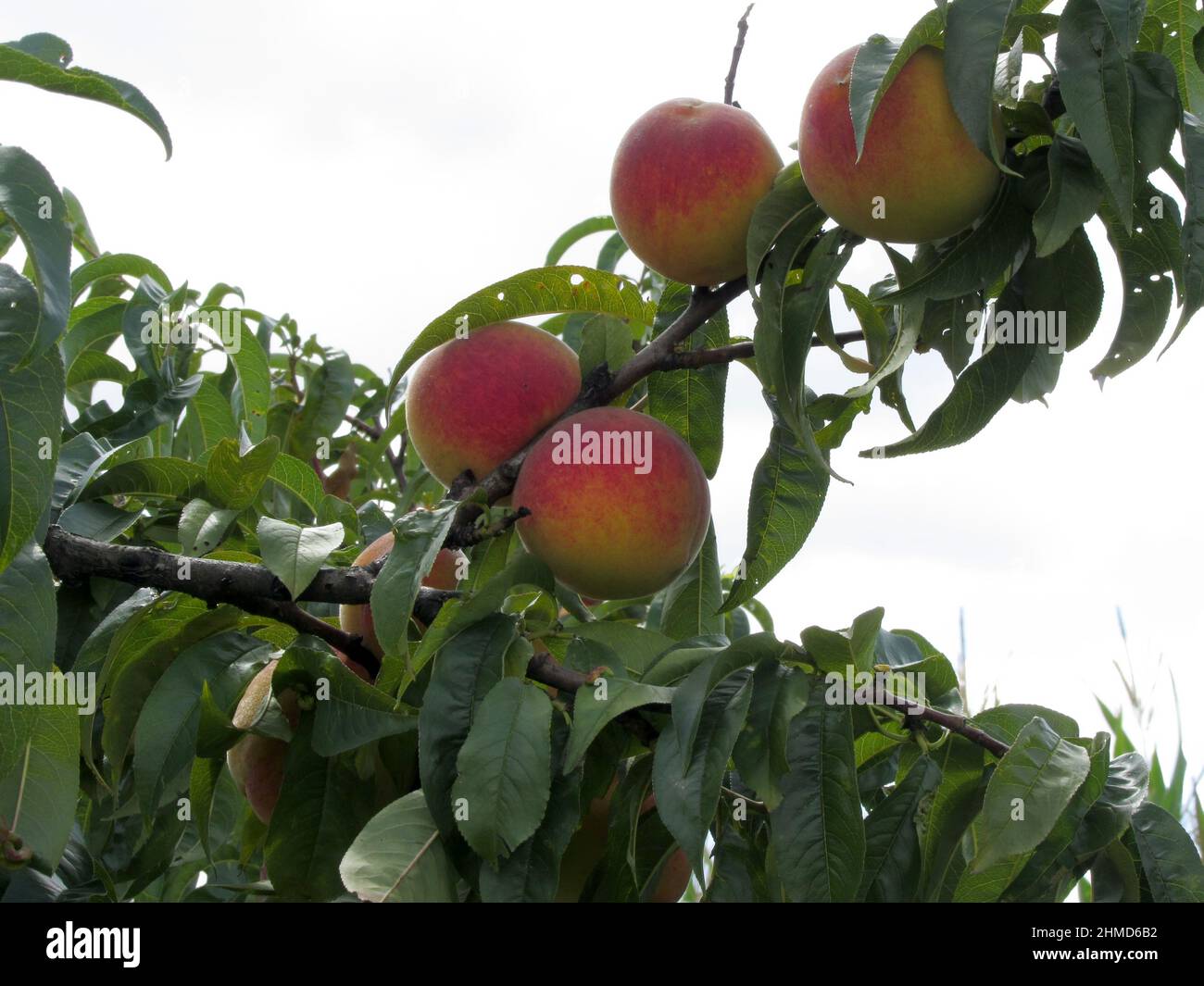 Peaches tree tuscany hi-res stock photography and images - Alamy