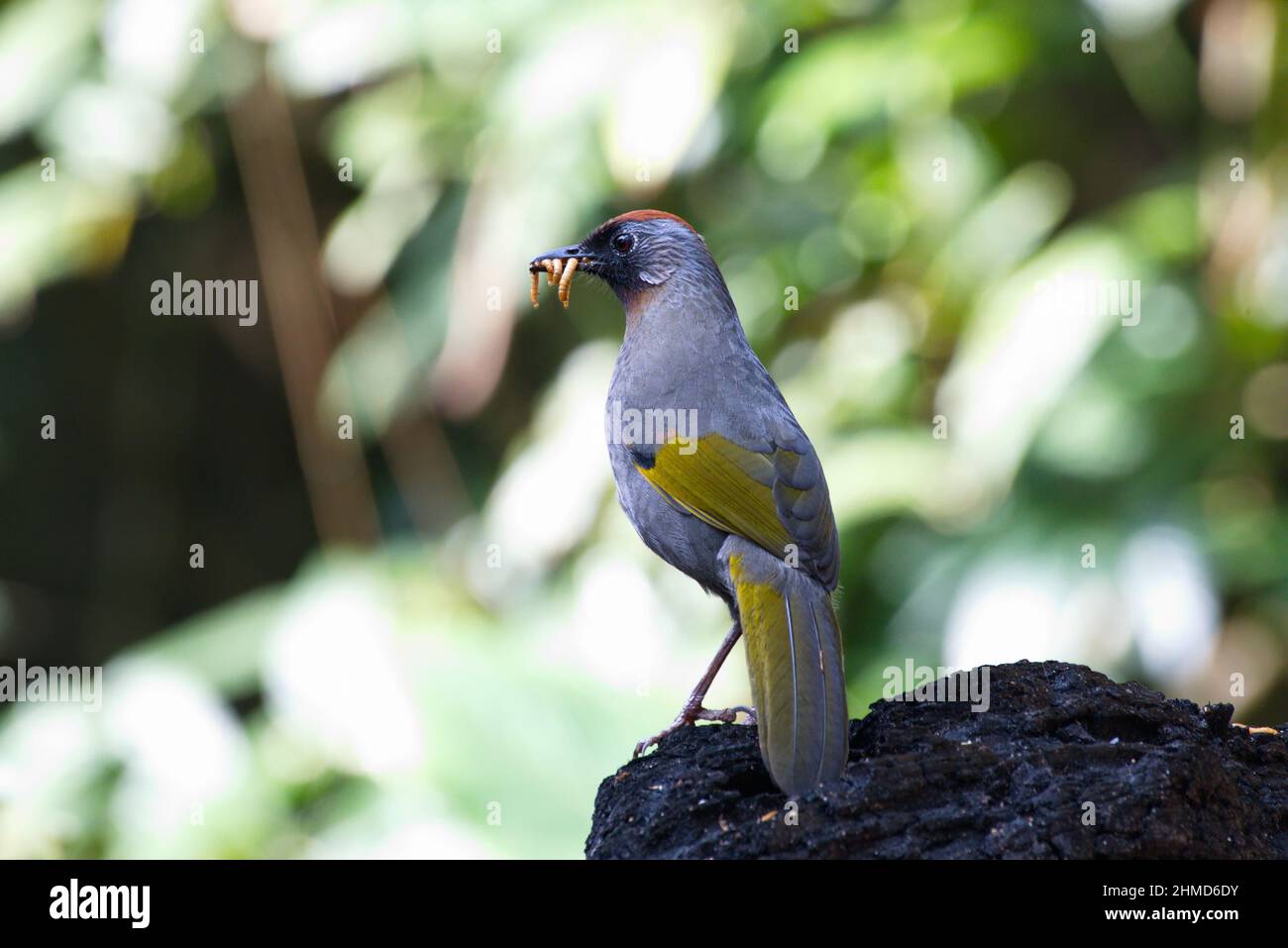 variety of Laughingthrush birds from Thailand Stock Photo - Alamy