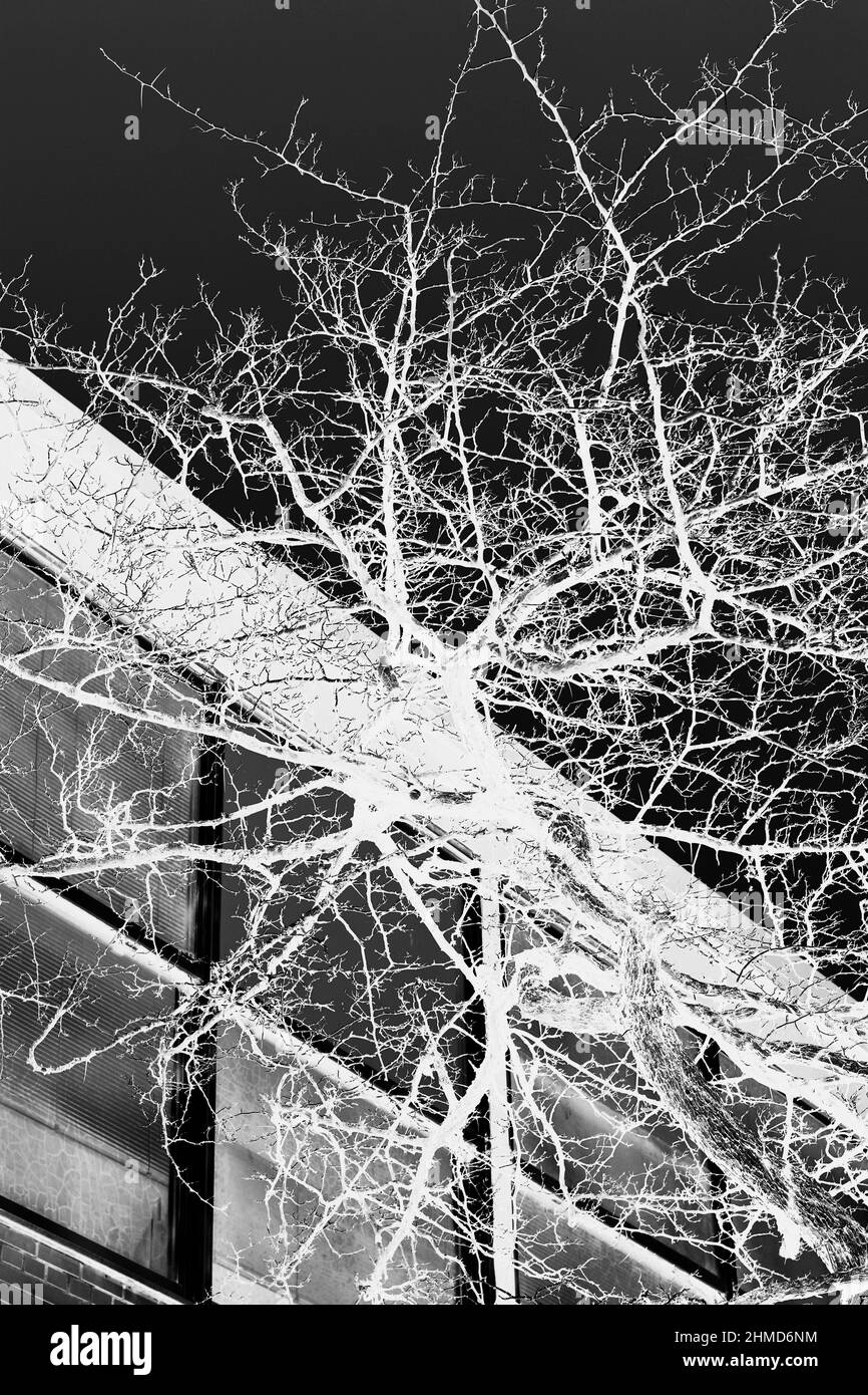 A tall tree growing in front of a modern architecture building Stock ...