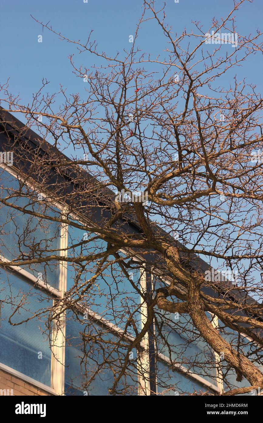 A tall tree growing in front of a modern architecture building Stock ...