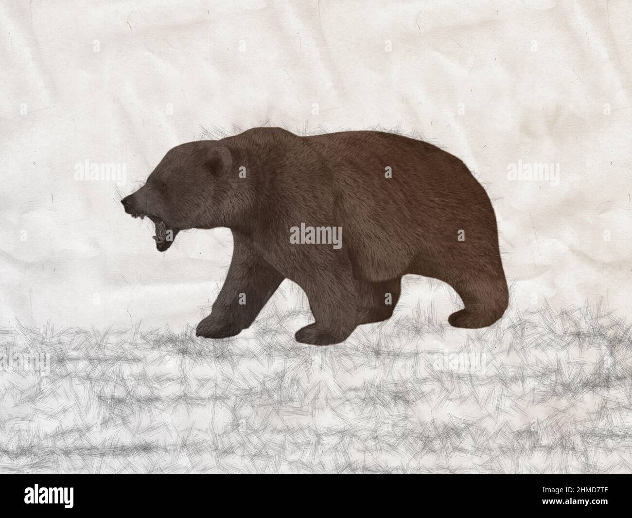 Bear Walking Drawing