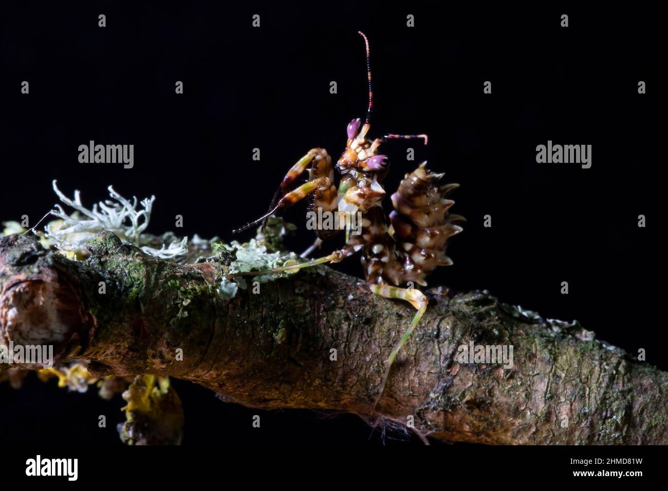 Spiney branch hi-res stock photography and images - Alamy
