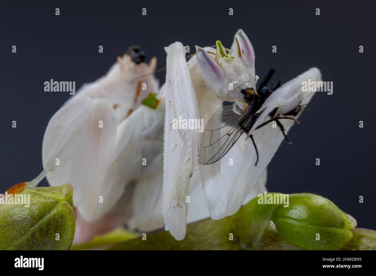 Mantis feeding hi-res stock photography and images - Alamy