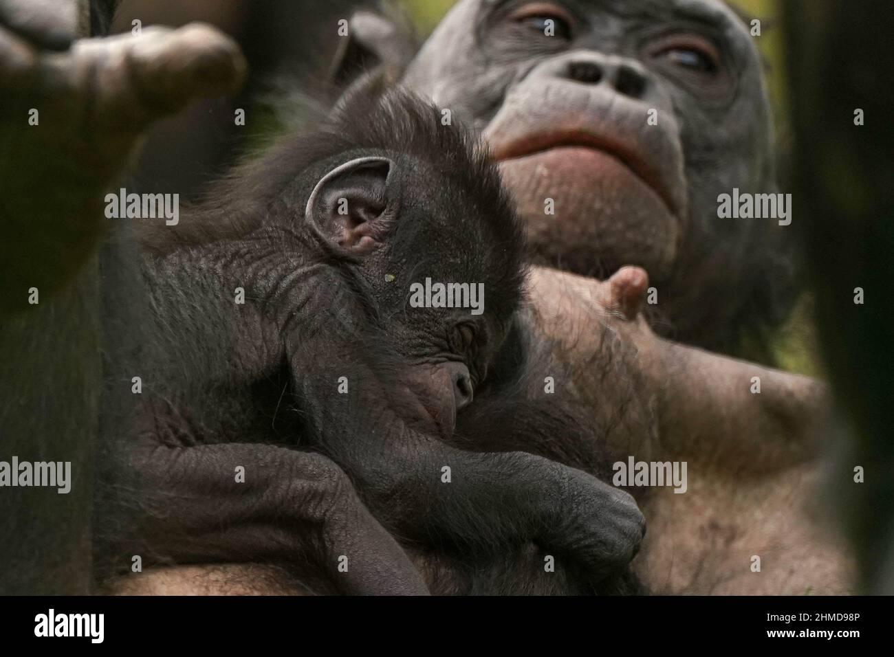 New arrival Upendi and mother Cheka in the bonobo enclosure at Twycross ...