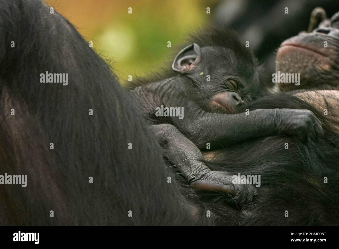 In enclosure twycross zoo hi-res stock photography and images - Alamy