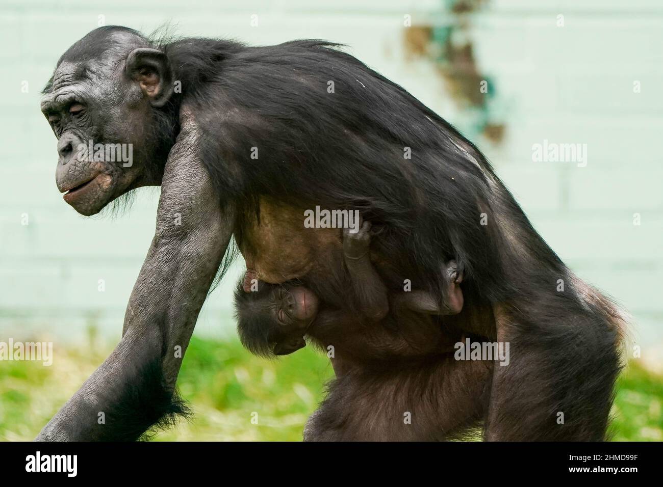 New arrival Upendi and mother Cheka in the bonobo enclosure at Twycross ...
