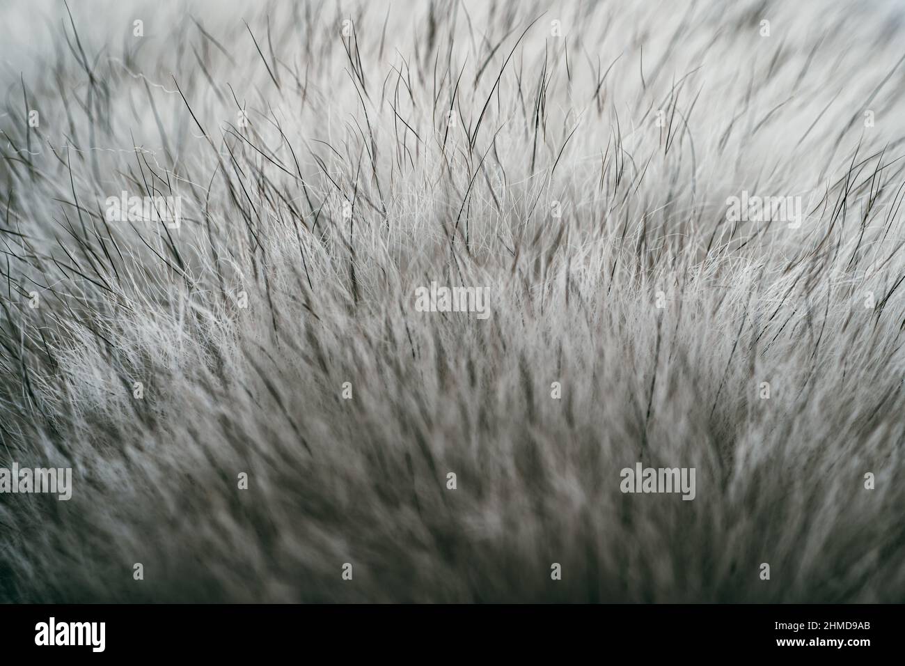 White and gray fur texture, close-up macro photo for background in ...