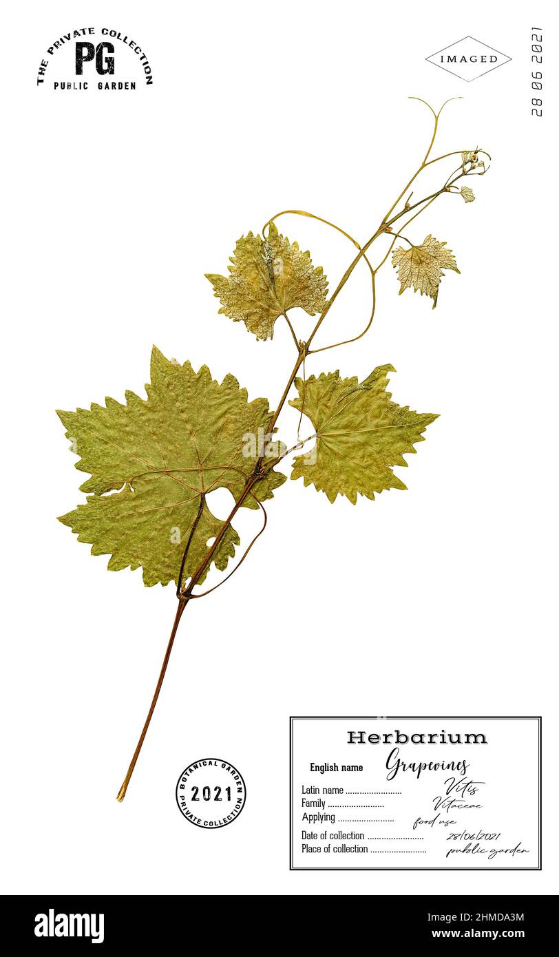 Bush grape Cut Out Stock Images & Pictures - Alamy