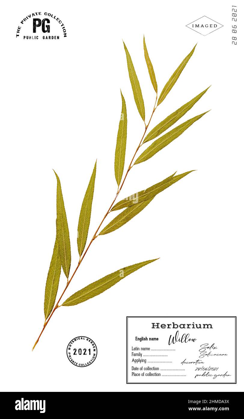 Dried stylized herbarium twigs willow tree isolated Stock Photo - Alamy