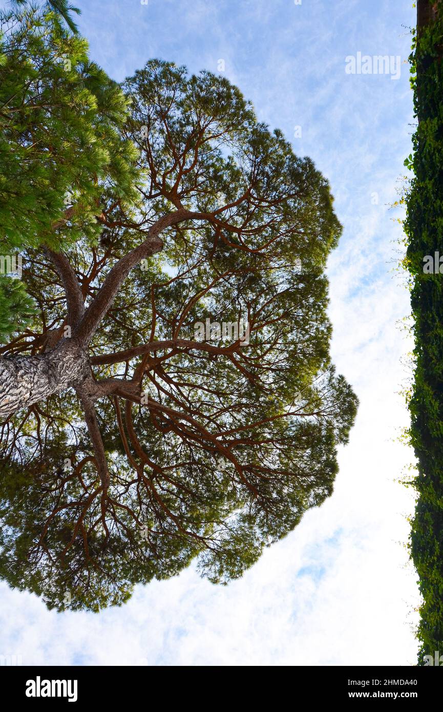 Tall dense vegetation hi-res stock photography and images - Alamy