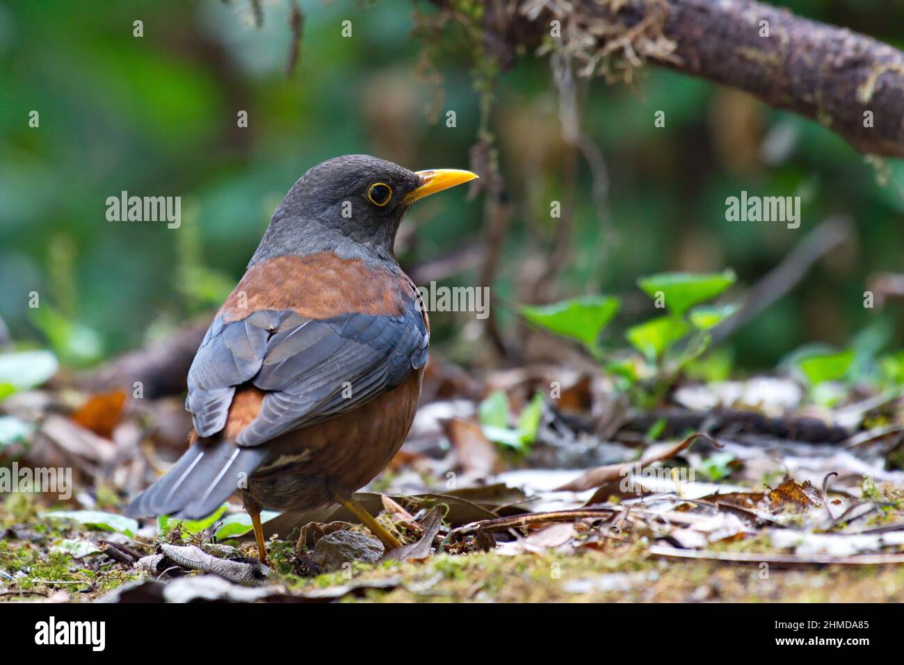 Blue crest birds hi-res stock photography and images - Alamy