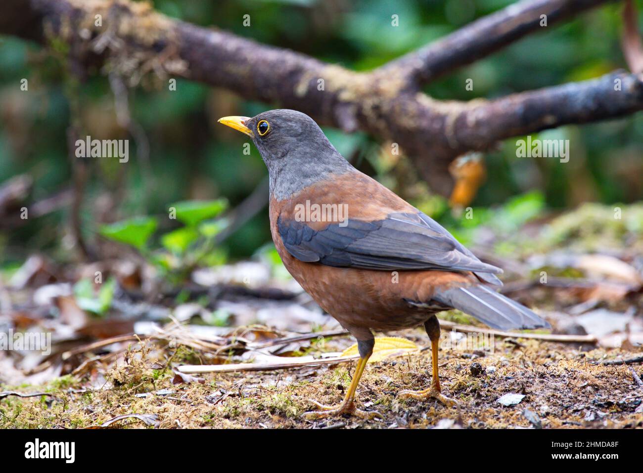 variety of Laughingthrush birds from Thailand Stock Photo - Alamy