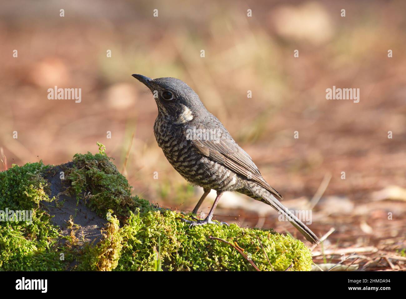 Tufted white stripe hi-res stock photography and images - Alamy