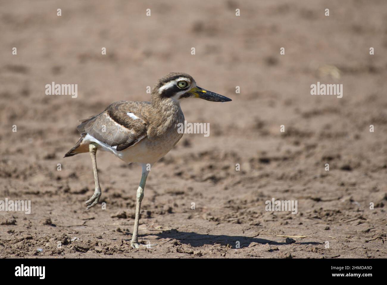 Indian thick knee stone curlew Stock Photo - Alamy