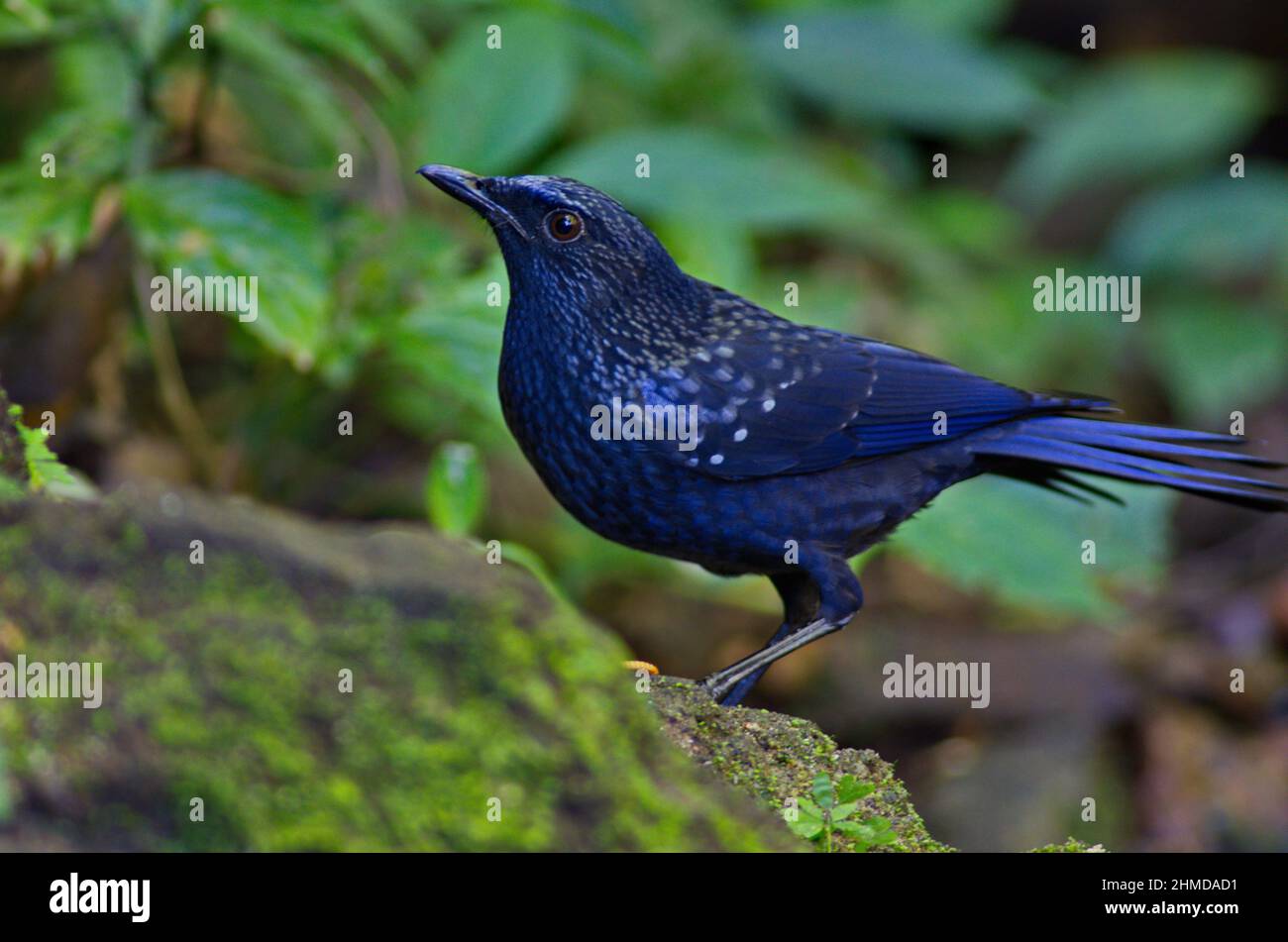 Blue crest birds hi-res stock photography and images - Alamy