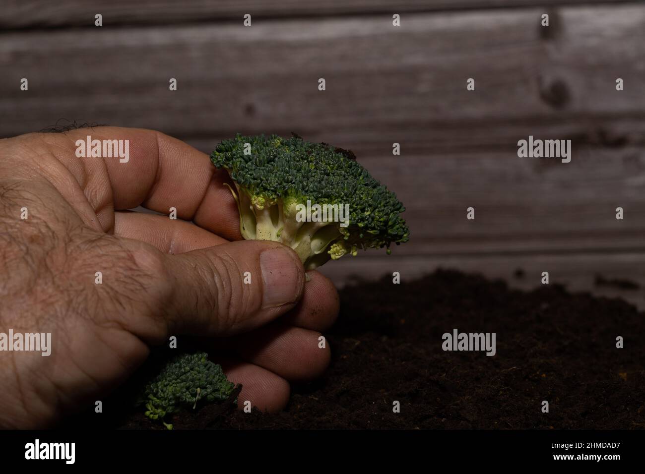 man's hand holding broccoli Stock Photo - Alamy