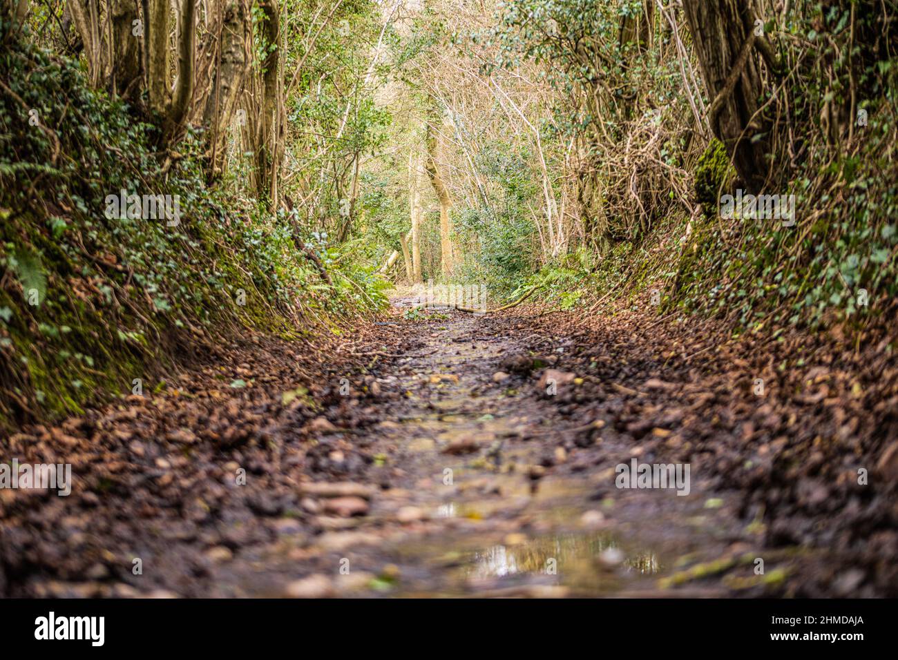 Low look up the Path on the Monarchs Way, Winford, England Stock Photo ...