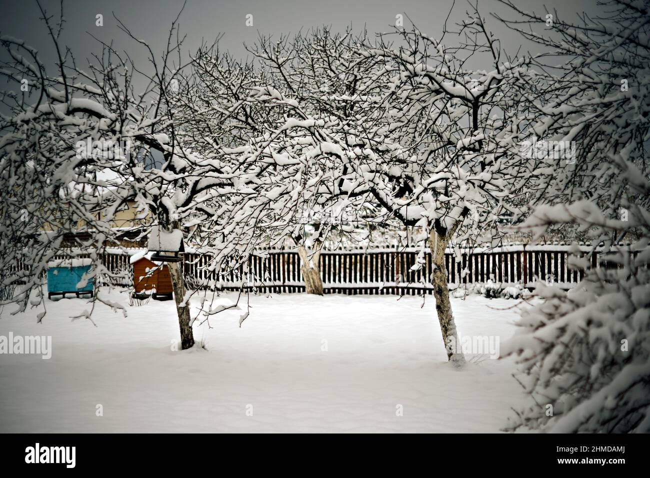 Dreamy snowy garden. Defocused background with snowy apple trees, hives ...
