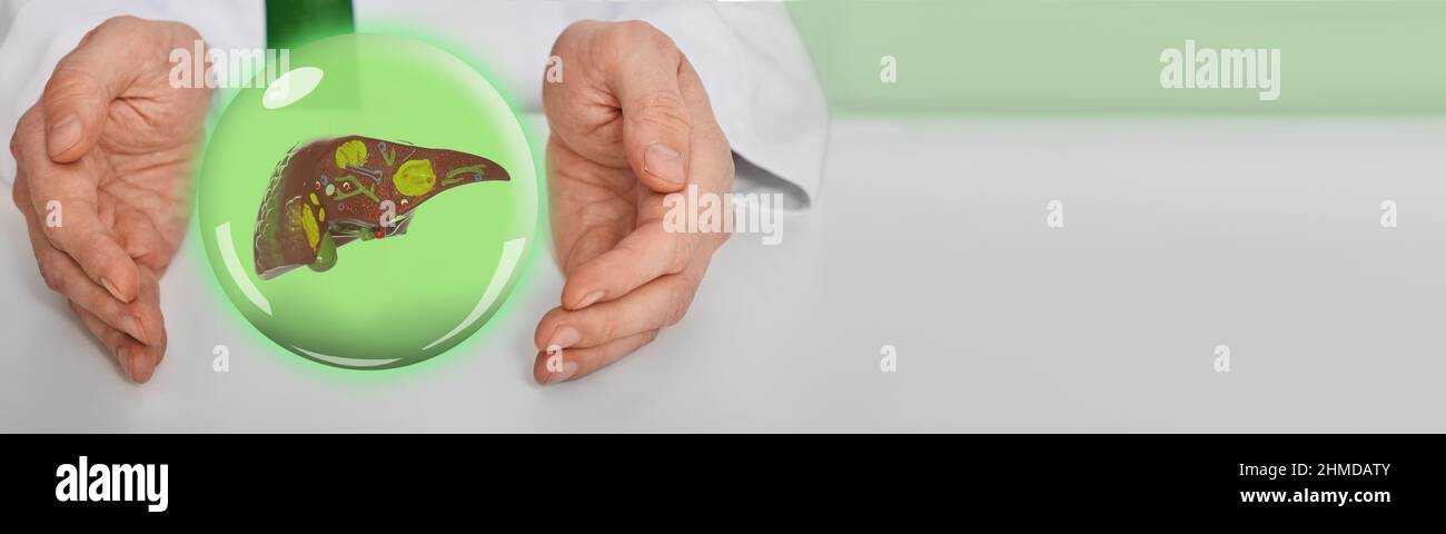 Virtual human liver between doctor's hands demonstrates liver health ...