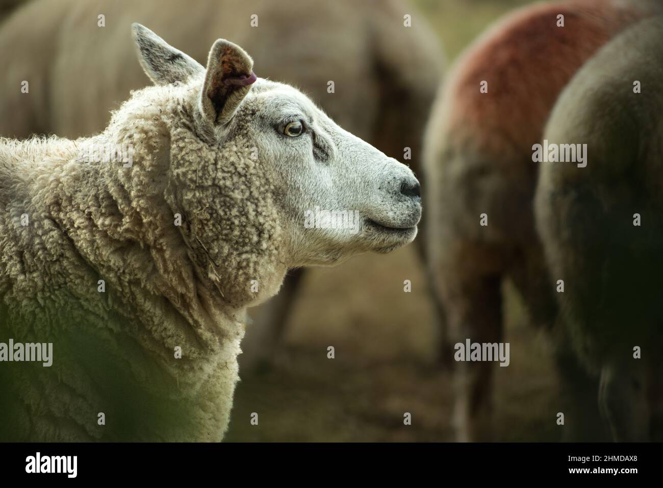Sideview of sheep in a field, Winford, Bristol Stock Photo - Alamy