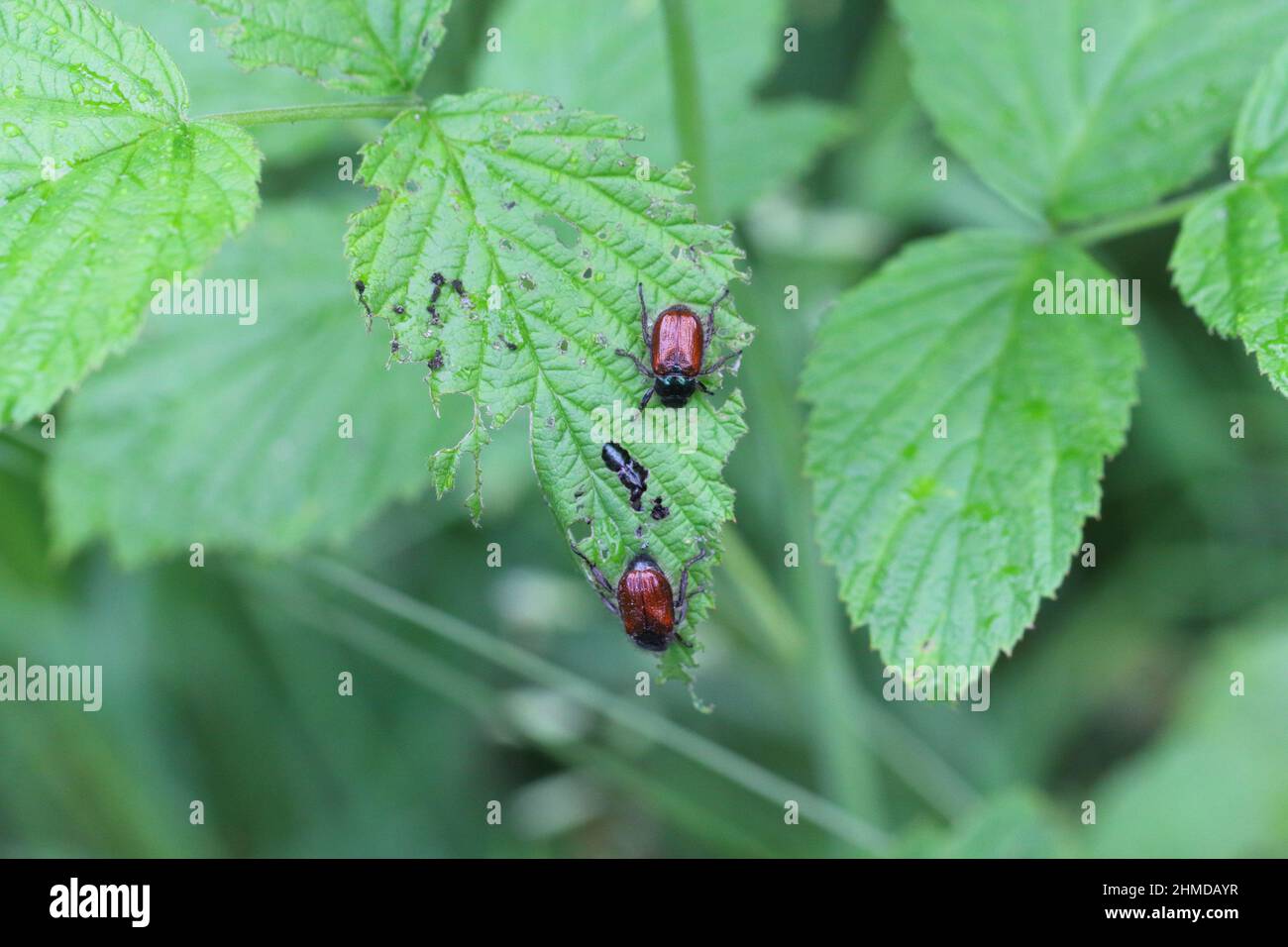 Garden Foliage Beetle, Phyllopertha horticola feeding on a raspberry ...