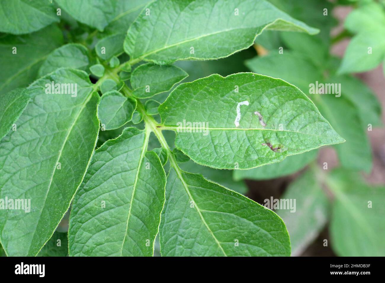Potato leaves damaged by leaf miner a major pest of potato field. The ...