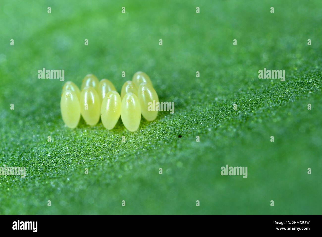 Cluster of moth eggs on underside of sugar beet leaf Stock Photo - Alamy