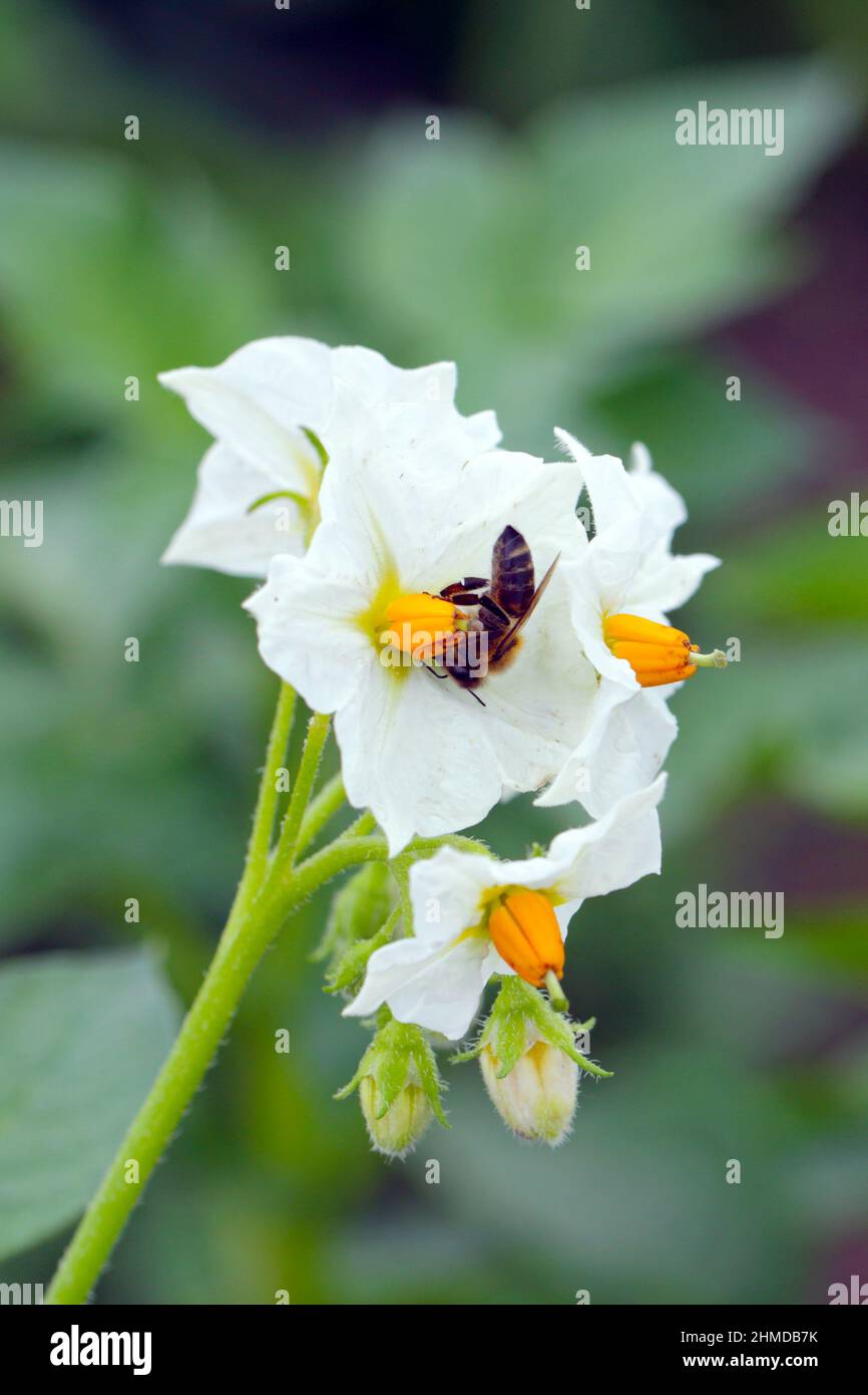 A honey bee pollinating a potato flower Stock Photo - Alamy