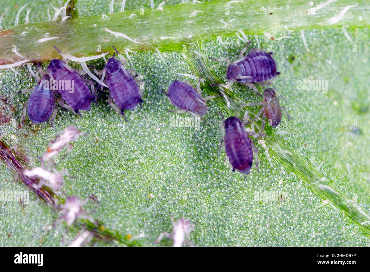 The black bean aphids, Aphis fabae, on the underside of the potato leaf ...
