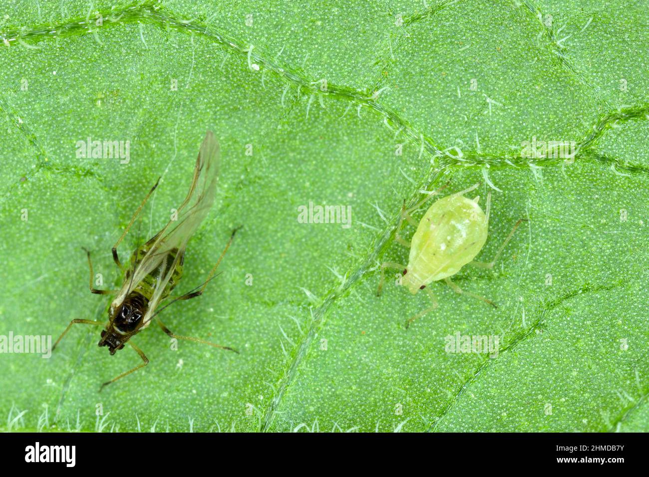 Green peach aphid hi-res stock photography and images - Alamy