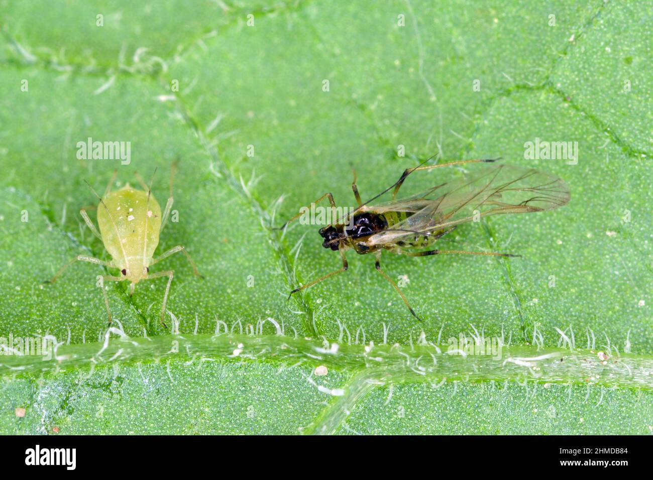 Green peach aphid hi-res stock photography and images - Alamy