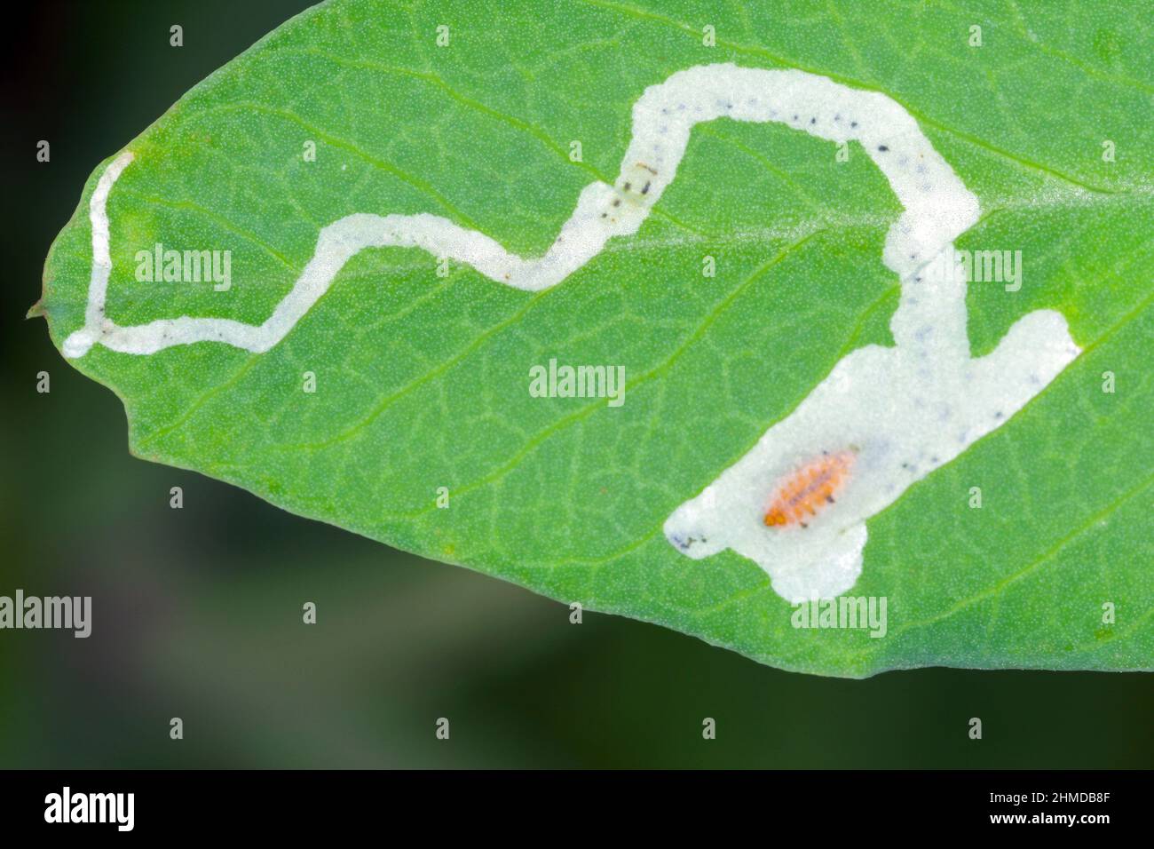 Liriomyza huidobrensis, commonly known as the pea leaf miner, plant ...